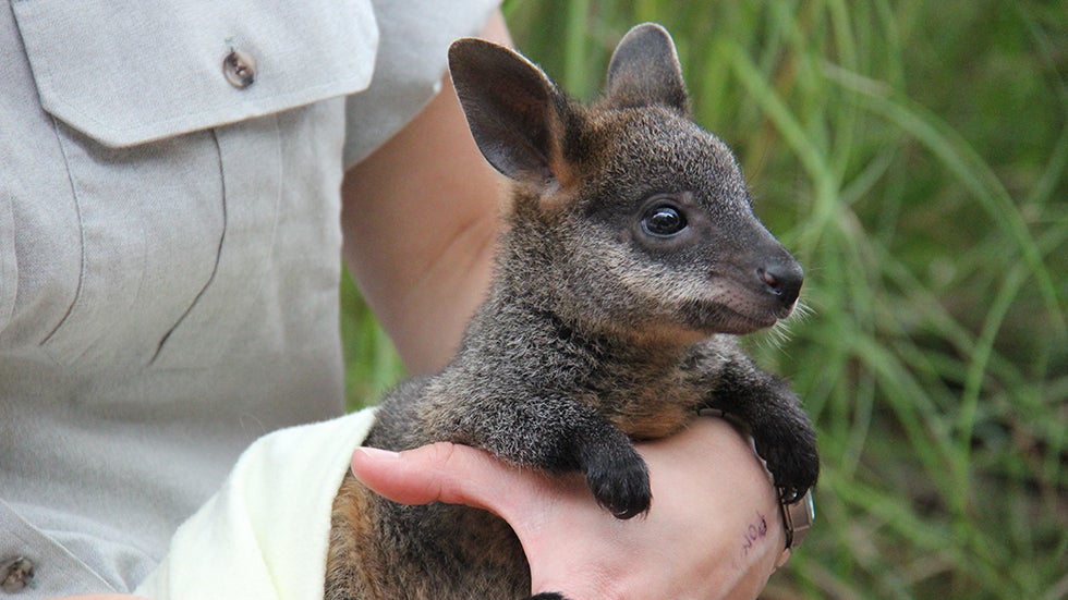 Zoo Cares for Adorable Baby Wallabies (PHOTOS) | The Weather Channel