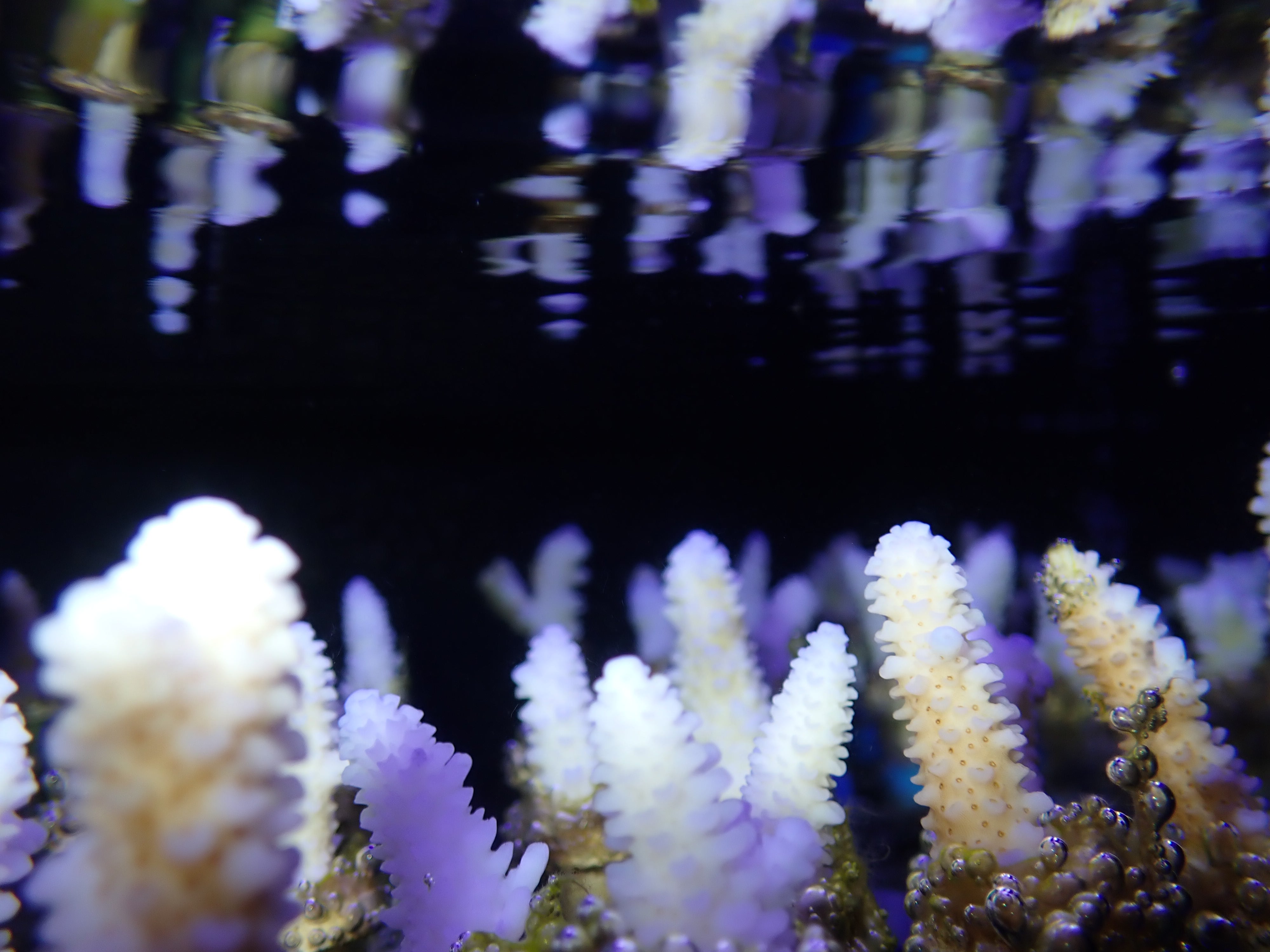 Marine Heat Wave Resistant Reefs: Selective Coral Breeding For Better ...