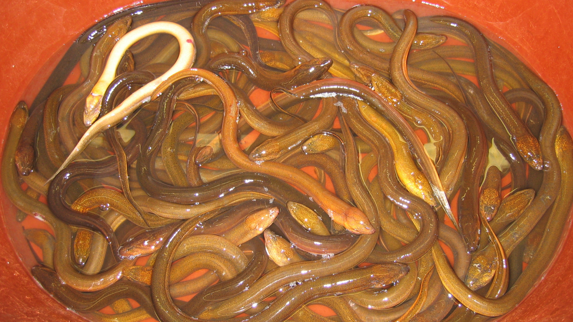 Florida Native Species Threatened By Invasive Eel | Weather.com