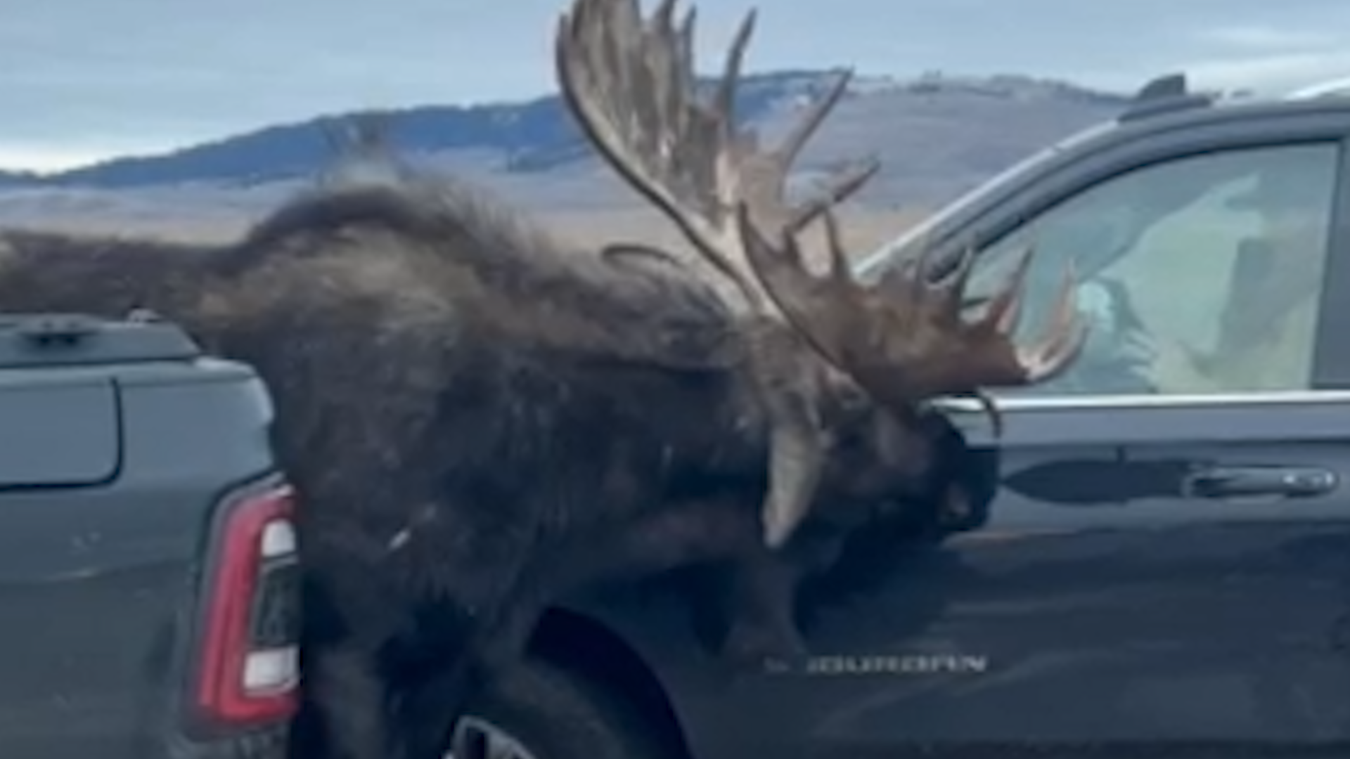 Huge Moose Car