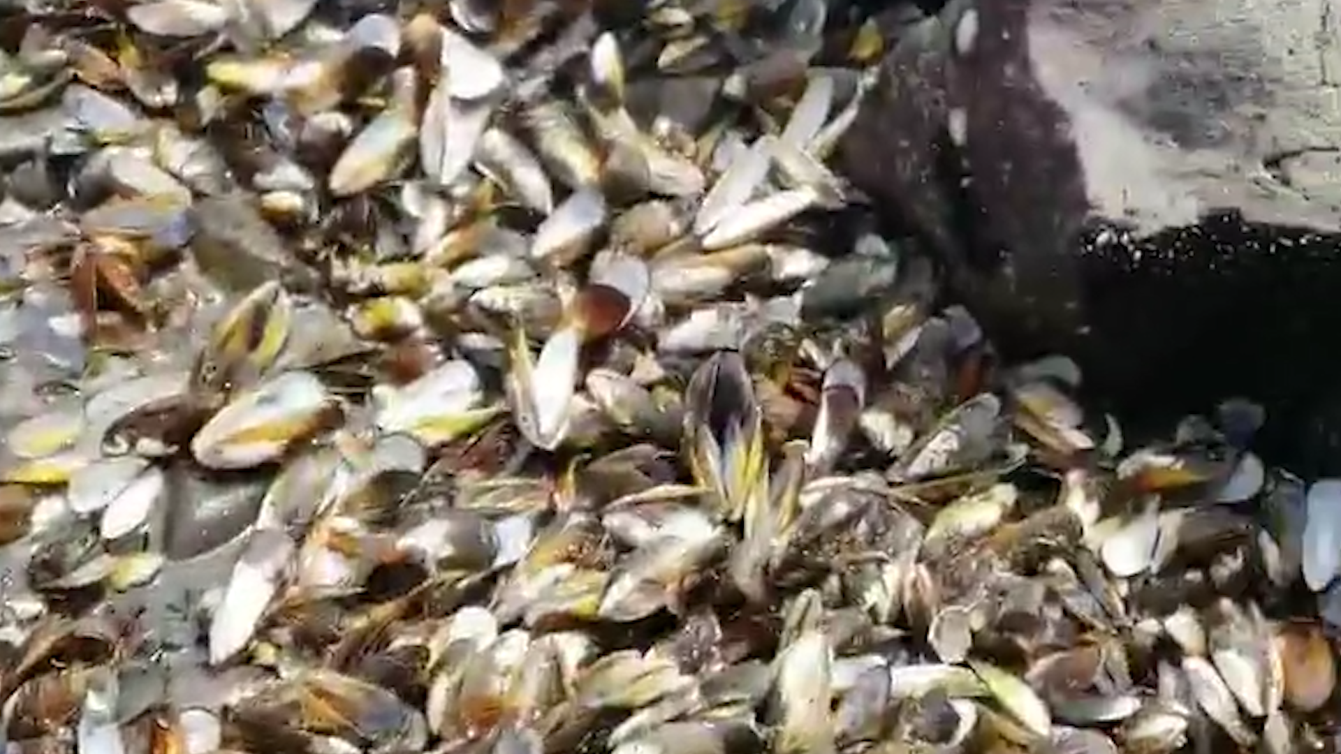 Sea of Dead Mussels Wash Ashore - Videos from The Weather Channel