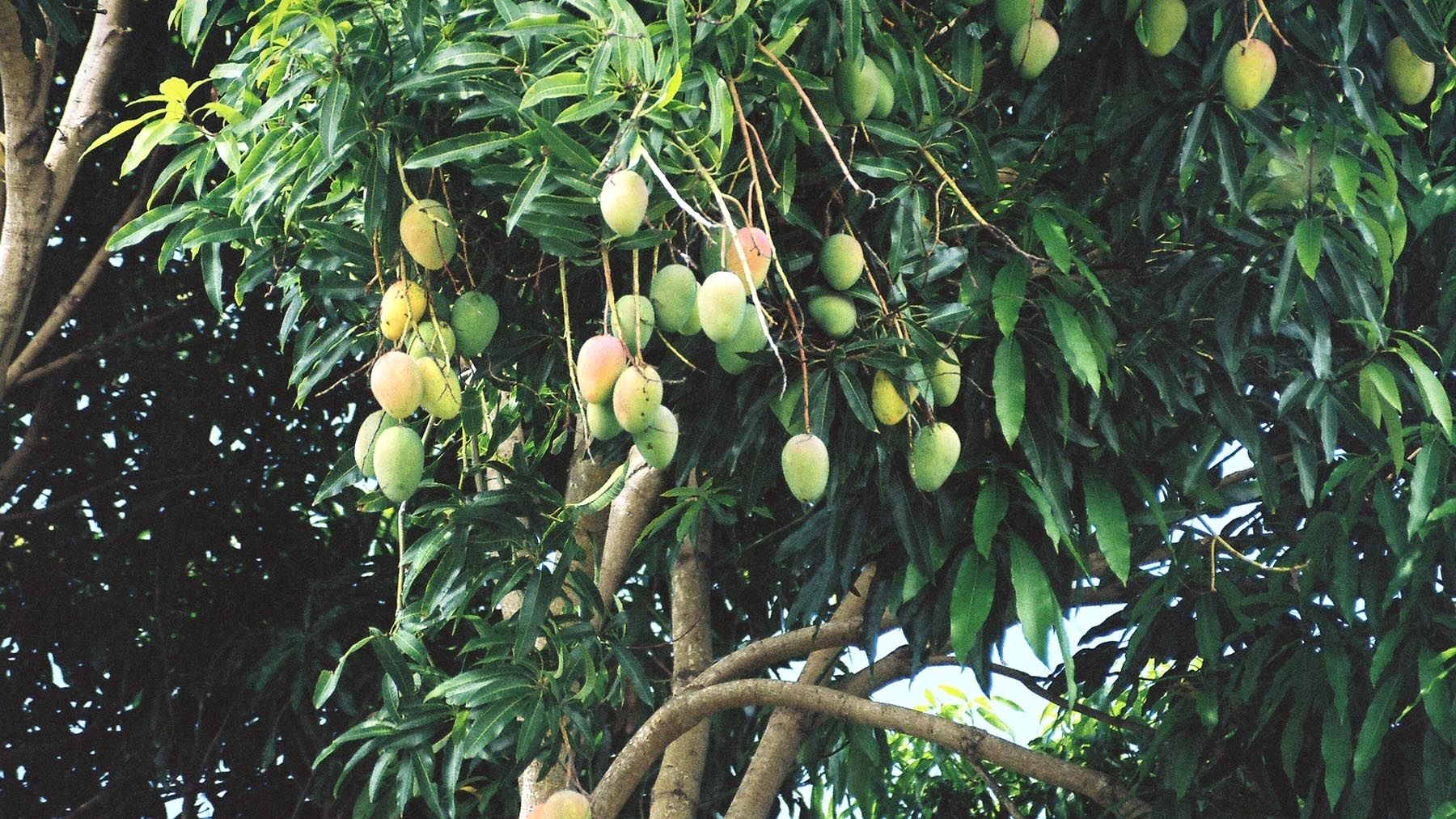 Mango Industry Sizzles In Sicily | Weather.com