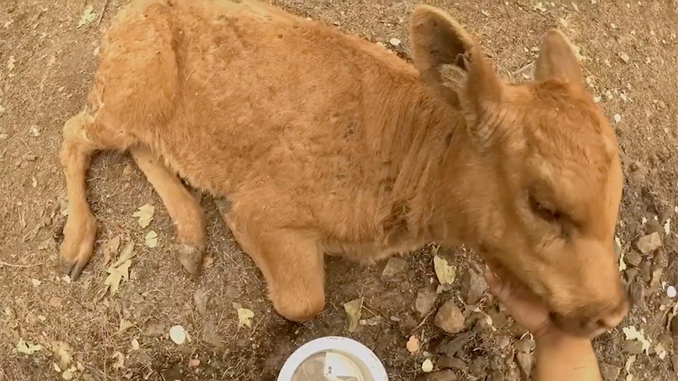 Dehydrated Calf Rescued Near Wildfire - Videos from The Weather Channel