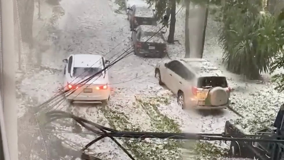 Watch: This is How Ants Survive in a Flood - Videos from The Weather ...