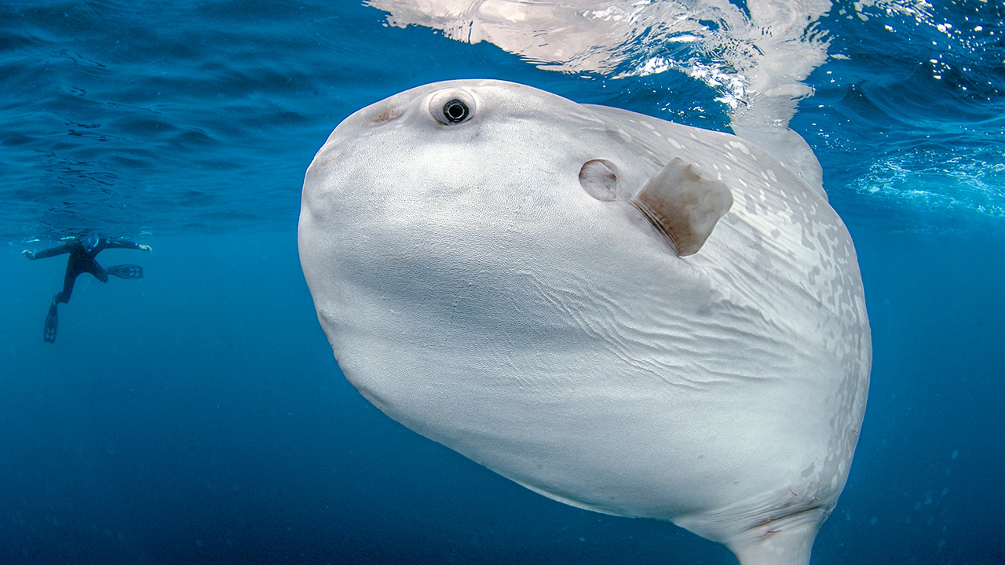 Bizarre-Looking Mola Mola Poses for its Close-Up (PHOTOS) | The Weather ...