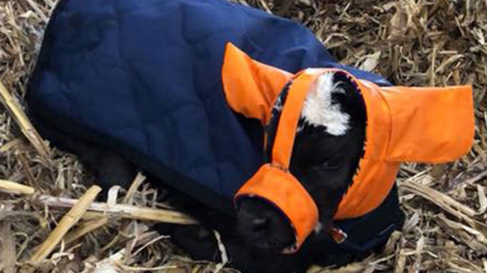 Ear Muffs for Calves - Videos from The Weather Channel