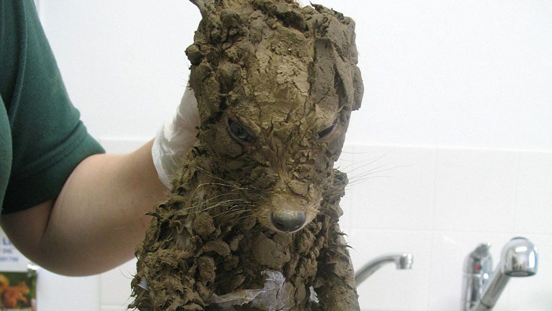 Muddy Creature Undergoes Amazing Transformation | The Weather Channel