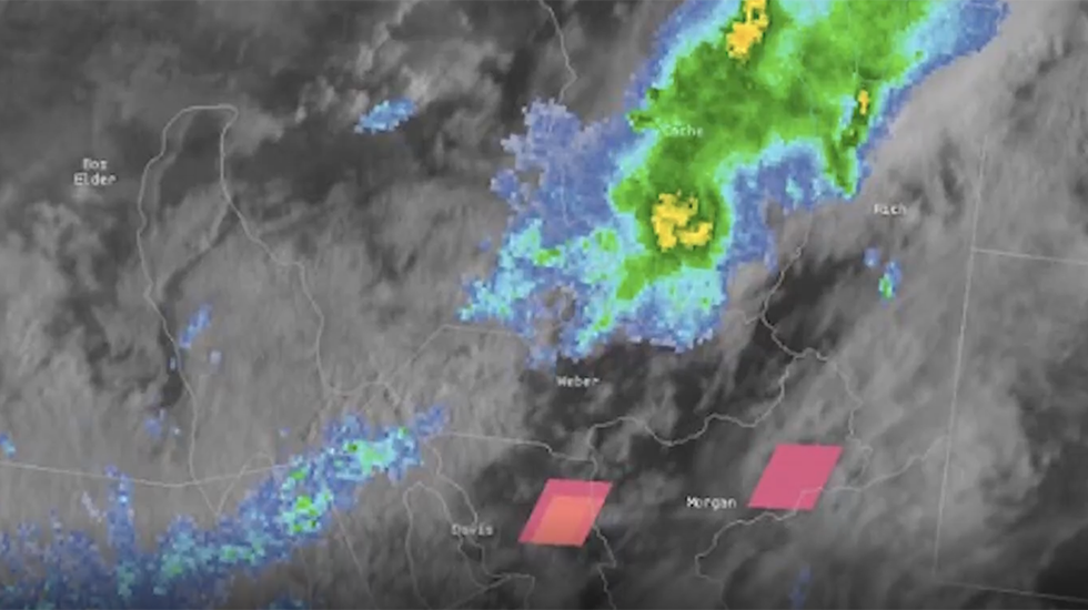 8 Animals Thought to Predict the Weather | The Weather Channel