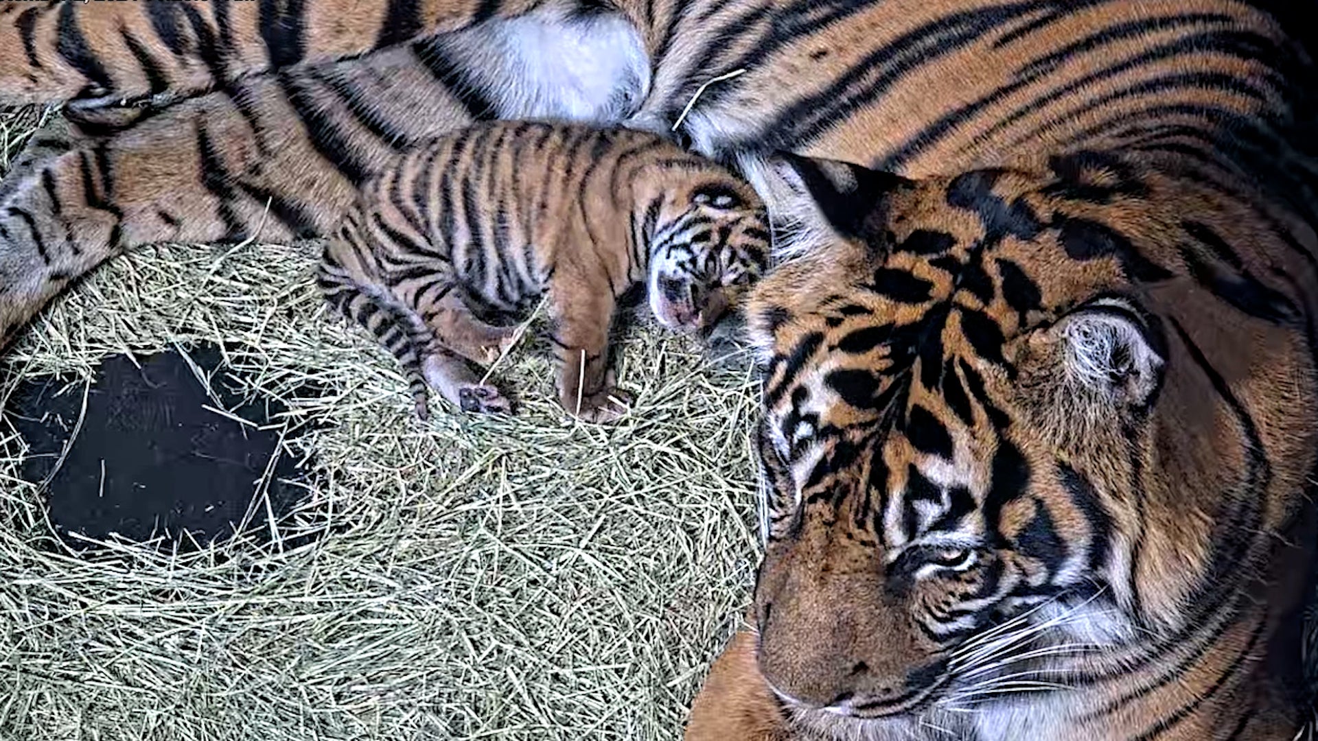 Adorable Baby Tiger Born At San Diego Zoo - Videos from The Weather Channel