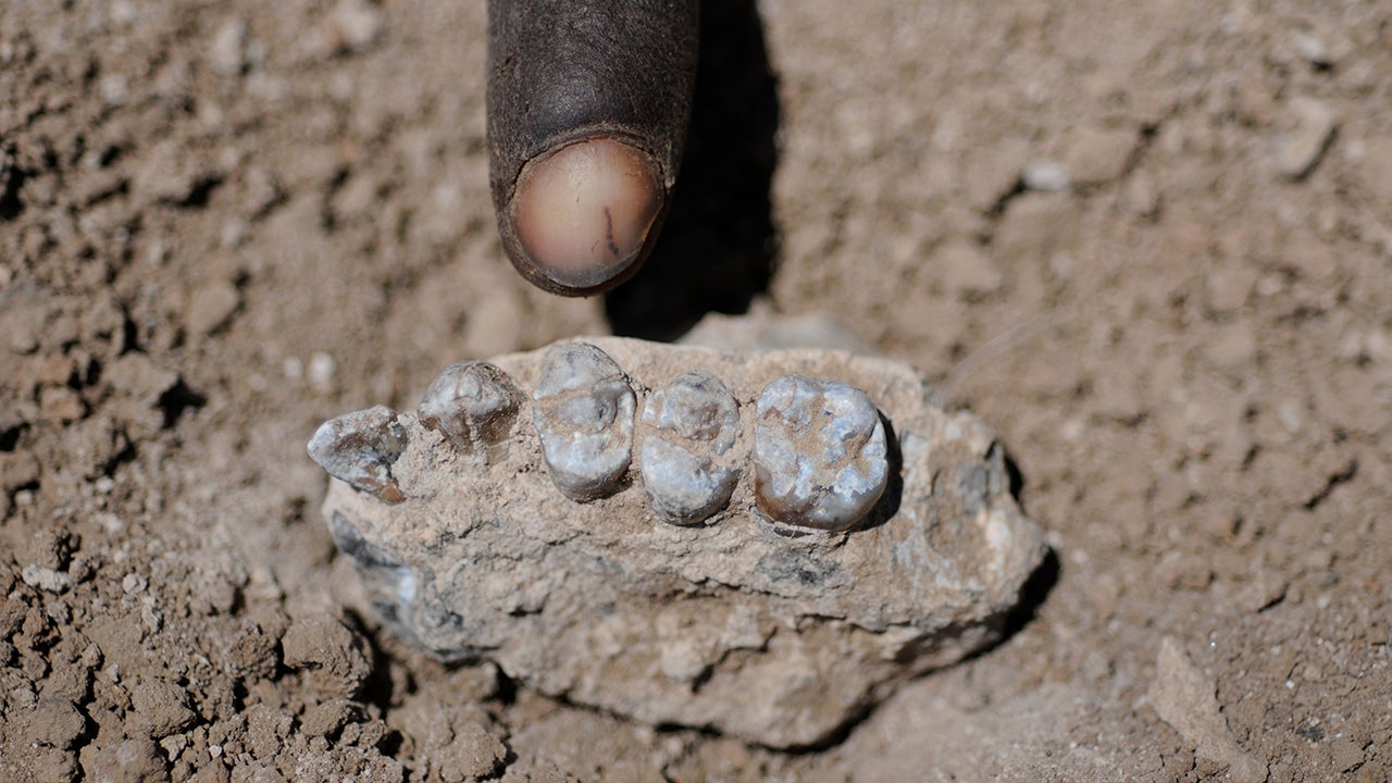 New Human Ancestors Discovered (PHOTOS) | The Weather Channel