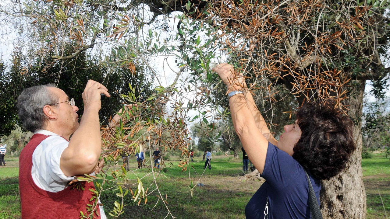 Italian Olive Growers Fear the Worst as Fatal Outbreak Ravages Olive ...