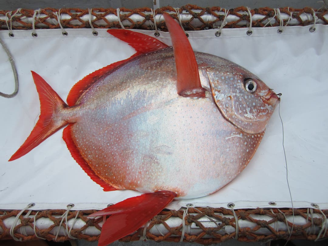 A Warm-Blooded Fish? A First for Science Discovered | The Weather Channel