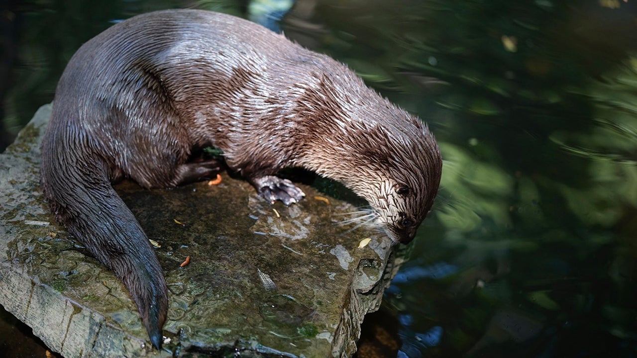 Beloved Tennessee Otter's Death May Have Been Caused by Humans Throwing ...