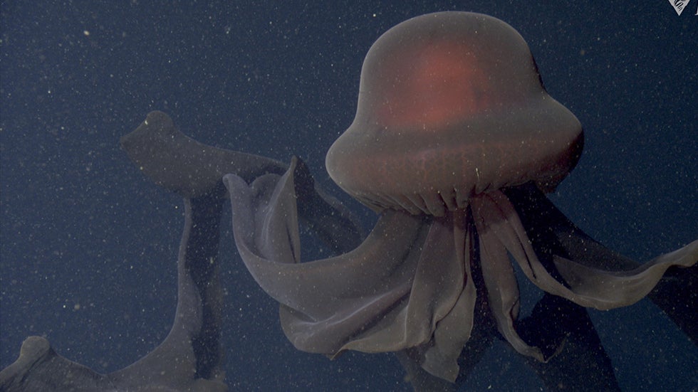 Giant Ghostly Jelly Spotted Off California Coast - Videos from The ...