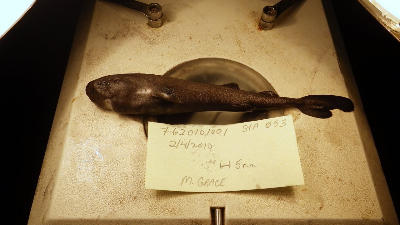 Rare Discovery Yields the 'Cutest' Shark You've Ever Seen | The Weather ...