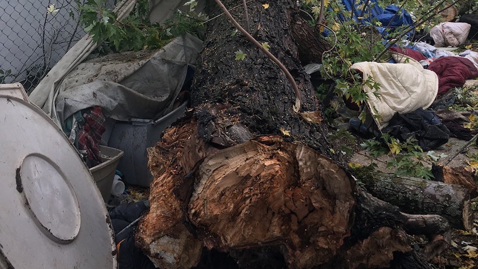 Falling Tree Branches Kill Two, Injure One During Storms in Portland ...