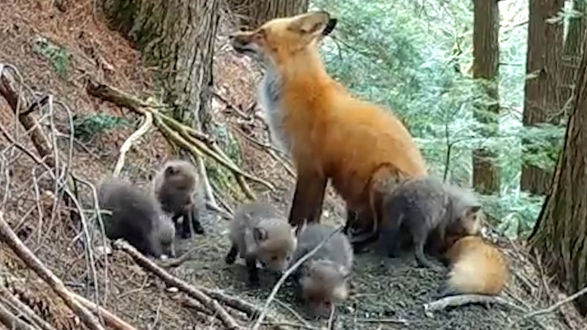 Red Foxes Pups