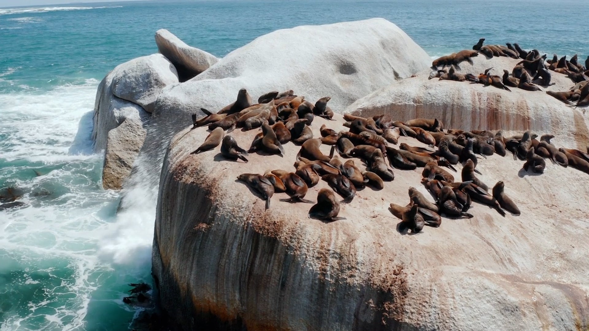 Rabies Outbreak In Seals Causes Worry - Videos from The Weather Channel