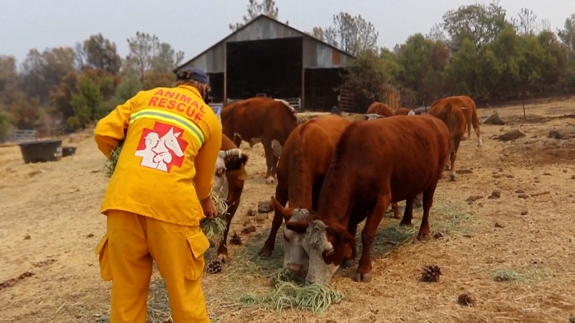 Crews Save Animals From Raging Fires - Videos from The Weather Channel