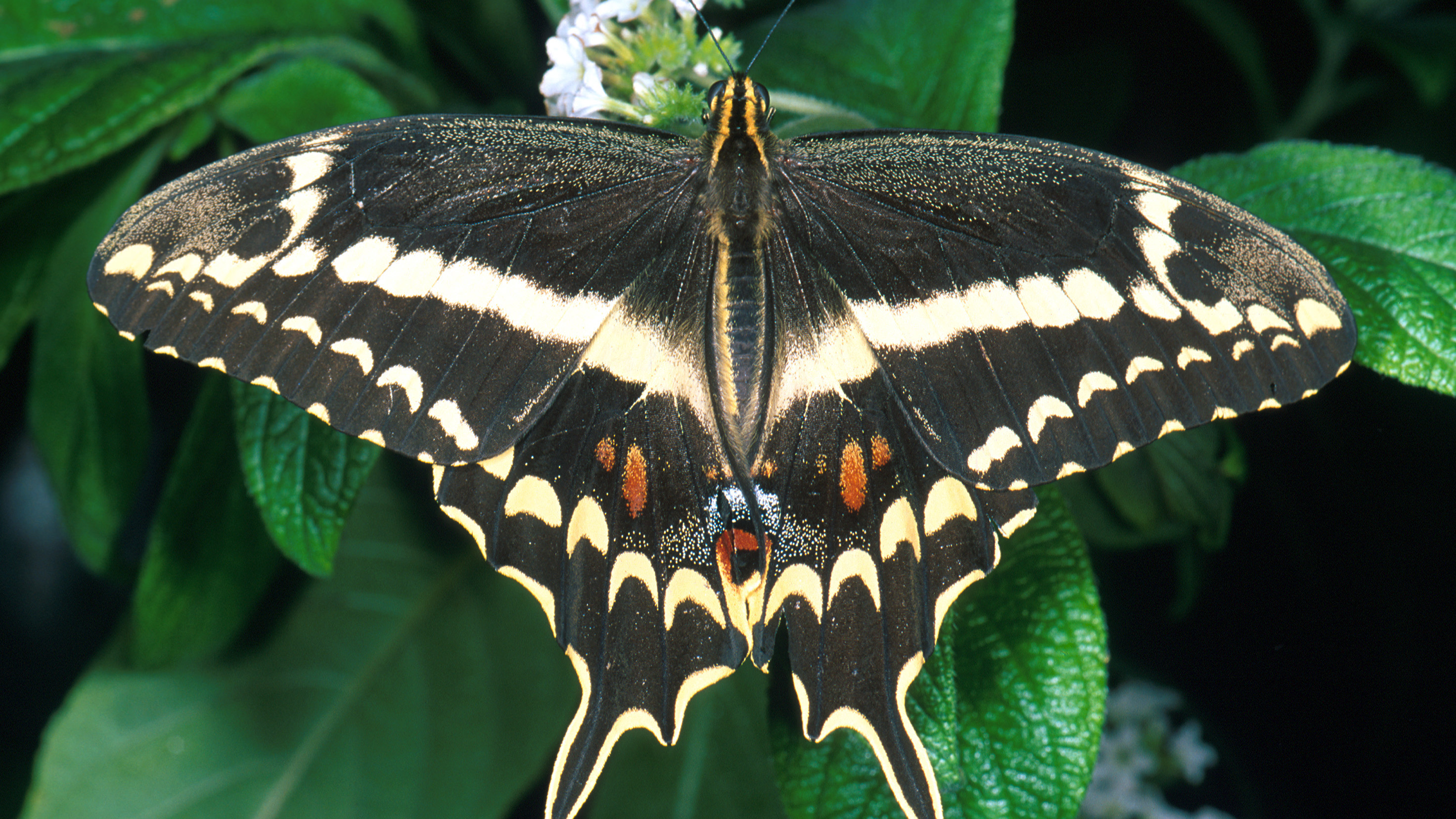 Florida Hurricanes Help Critically Endangered Butterfly | Weather.com