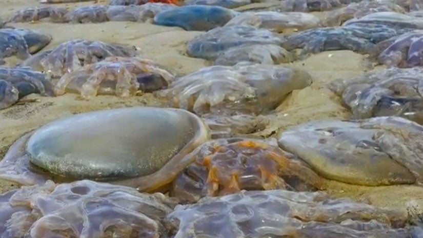 Thousands Of Jellyfish Wash Up On United Kingdom Beach | The Weather ...