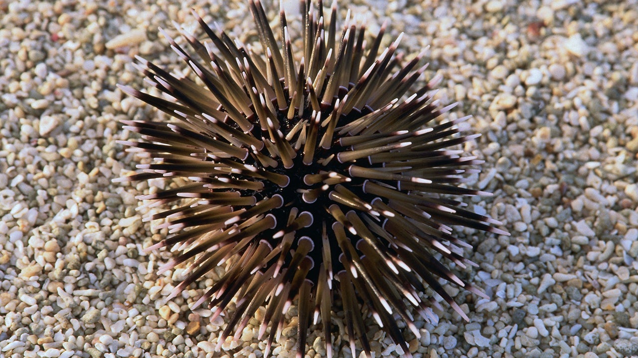 Marine Animals Evolved to Get Bigger and Bigger, Research Shows | The ...