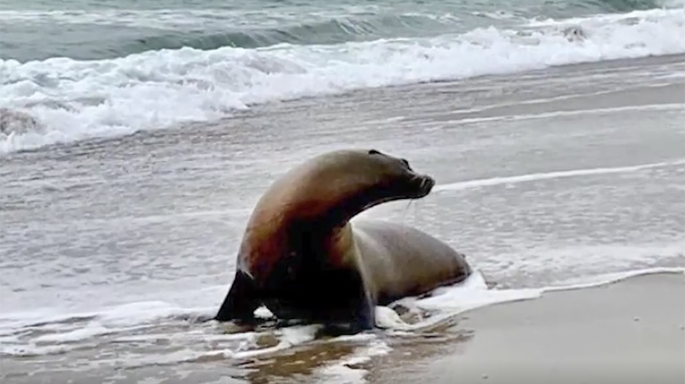 Why Up To 100 Sick Seals Are Reported Daily In California - Videos from ...