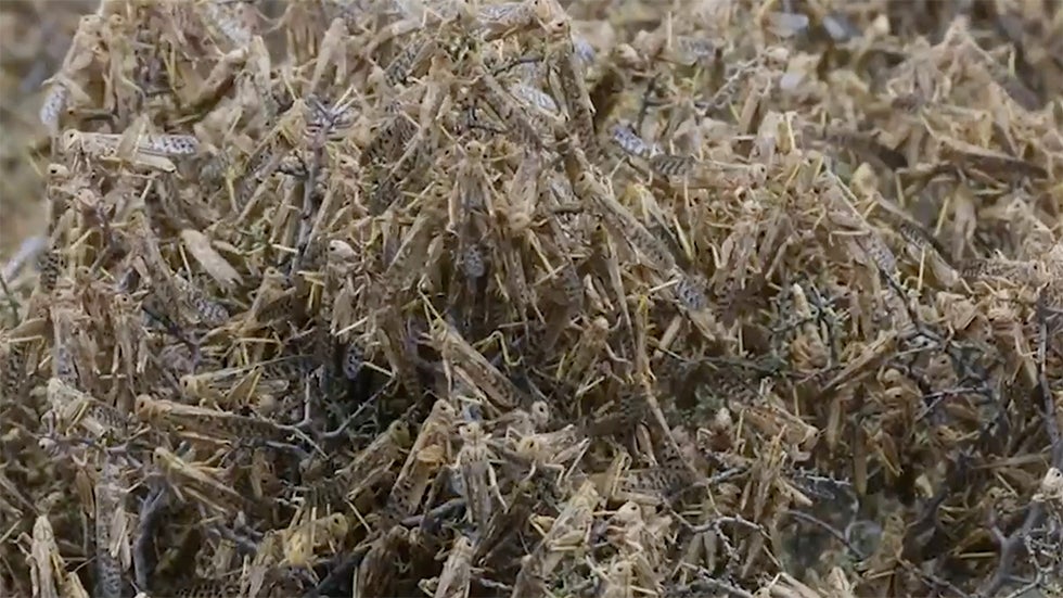 Rain Triggers Massive Locust Infestation in South Africa - Videos from ...