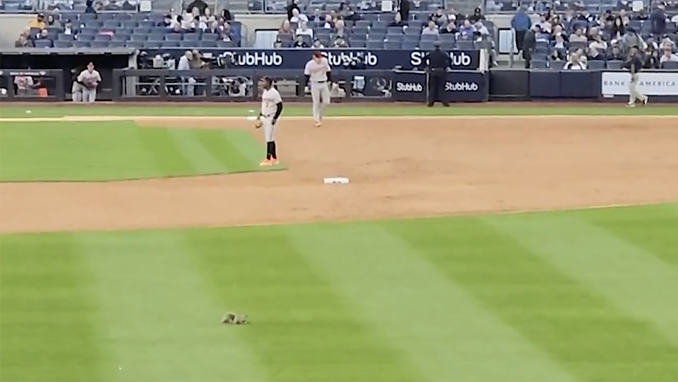 Python Kills Security Guard Near Bali Luxury Hotel | The Weather Channel