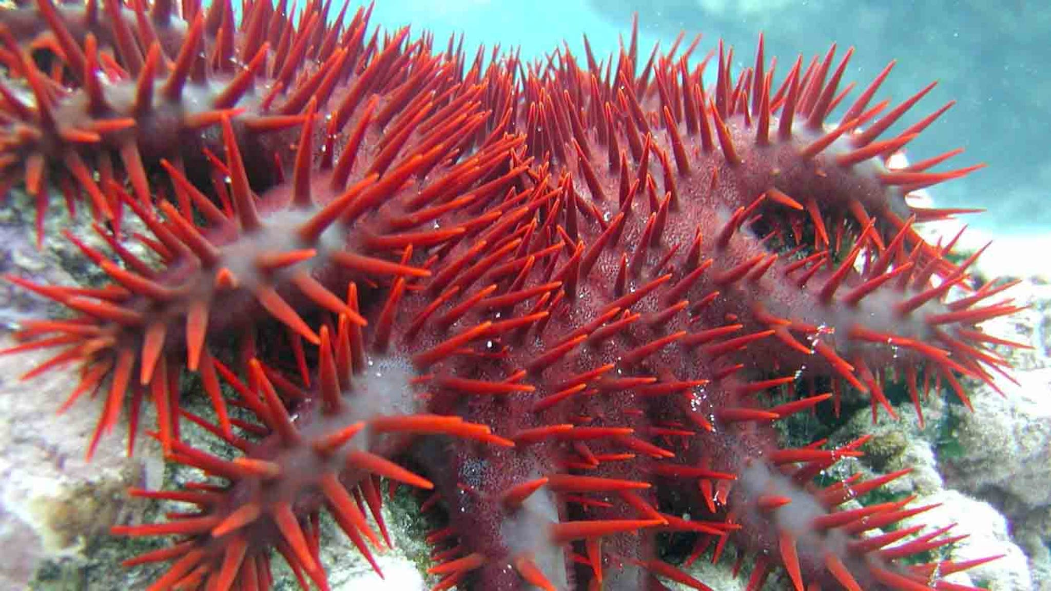 Something Bad Is Happening To The Great Barrier Reef | Weather.com