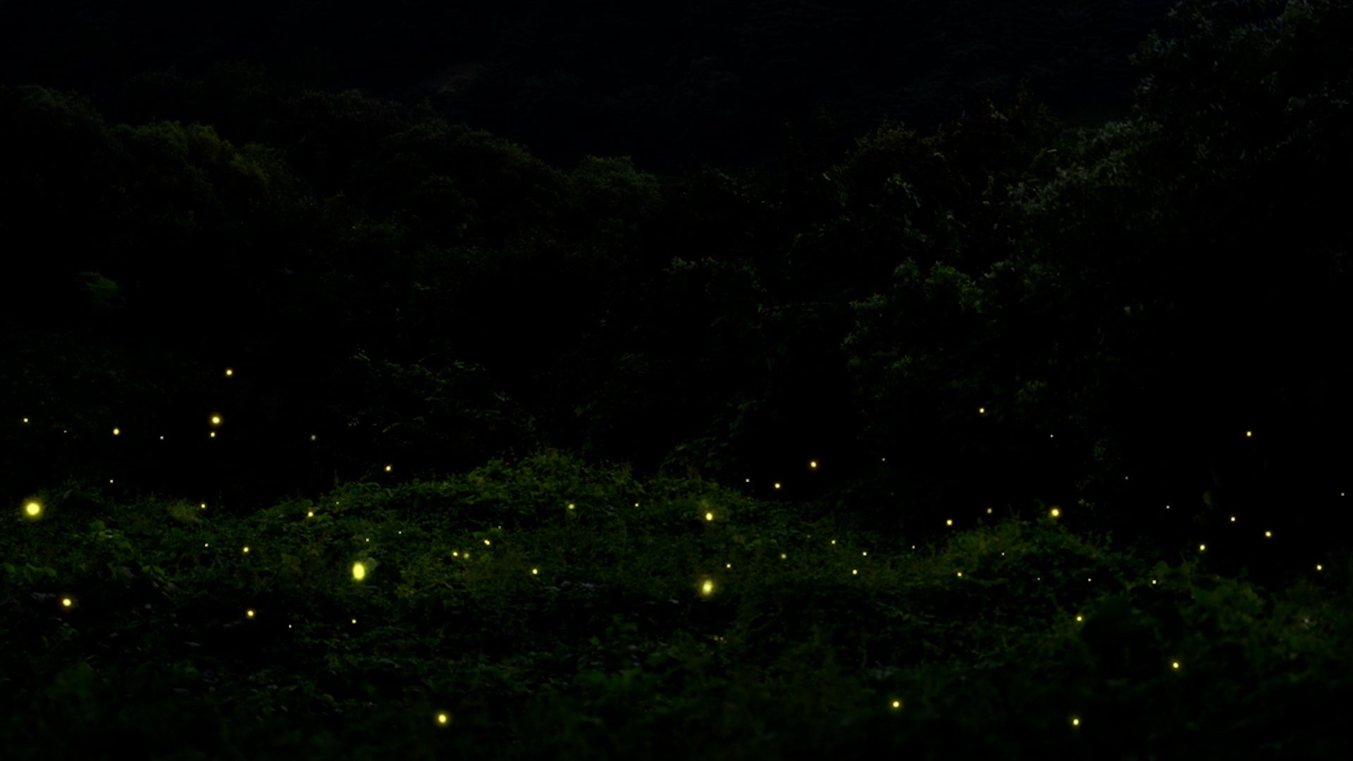 See Rare Firefly Show In Tennessee, Carolinas | Weather.com