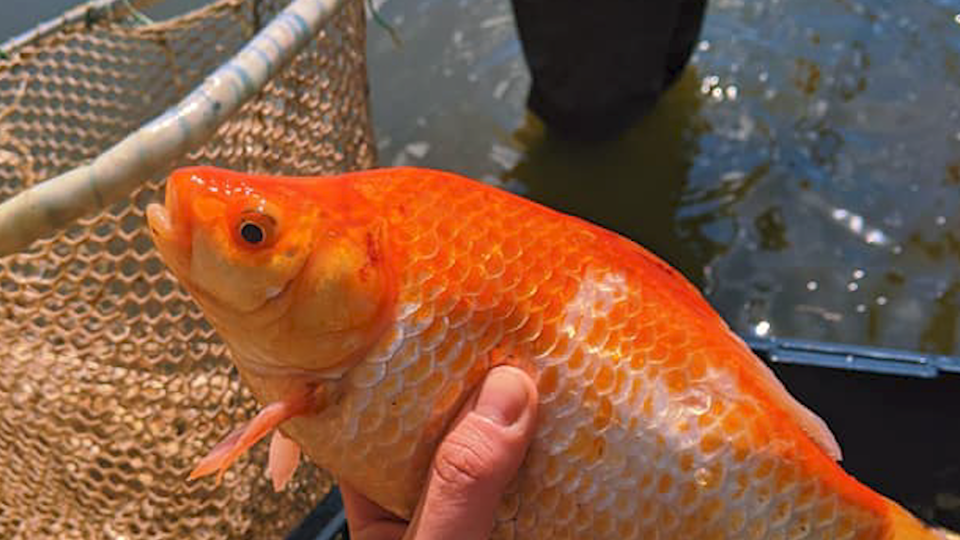 Goldfish Invasion in Minnesota - Videos from The Weather Channel