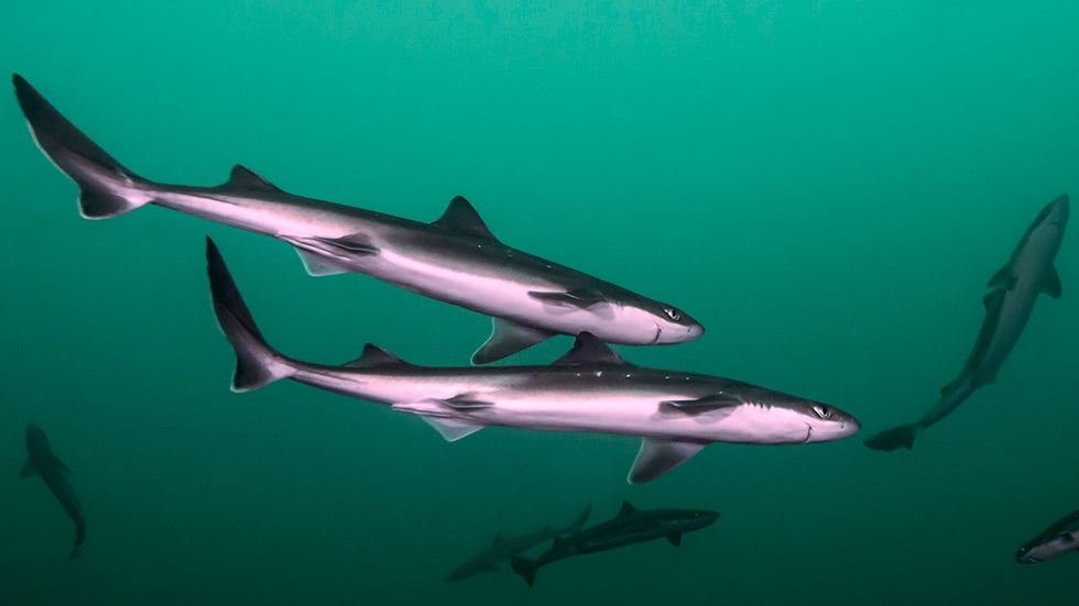 Venomous Sharks a Sign of the Thames Bounce Back - Videos from The ...