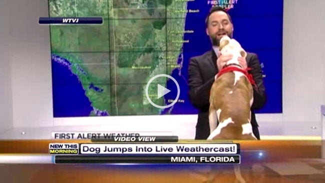 King the Dog Surprises Miami TV Meteorologist Ryan Phillips | The ...