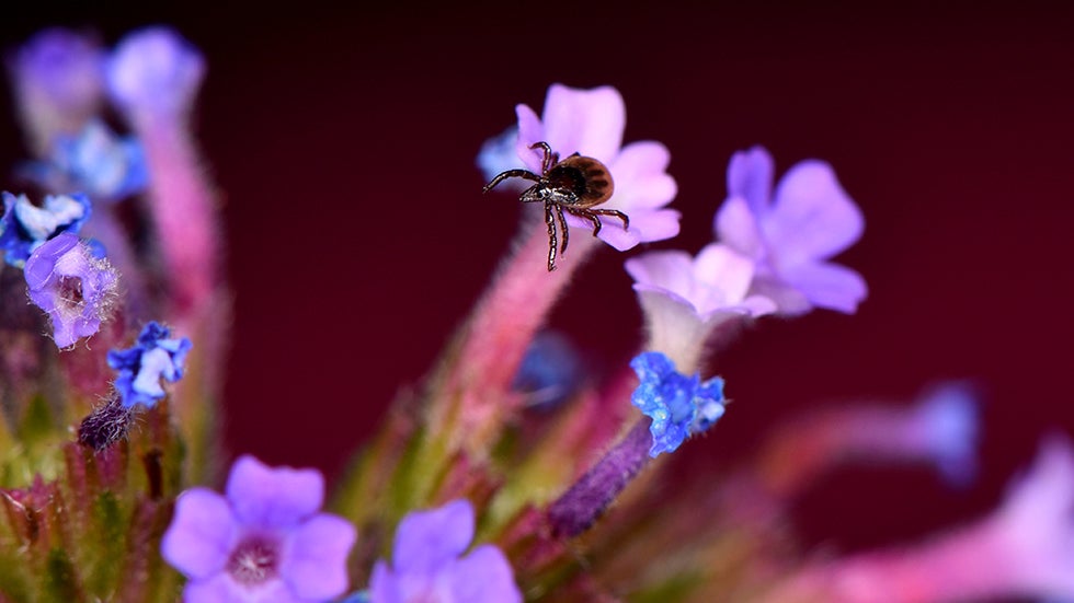 Tick Superpower: They Can Leap Great Distances - Videos from The ...