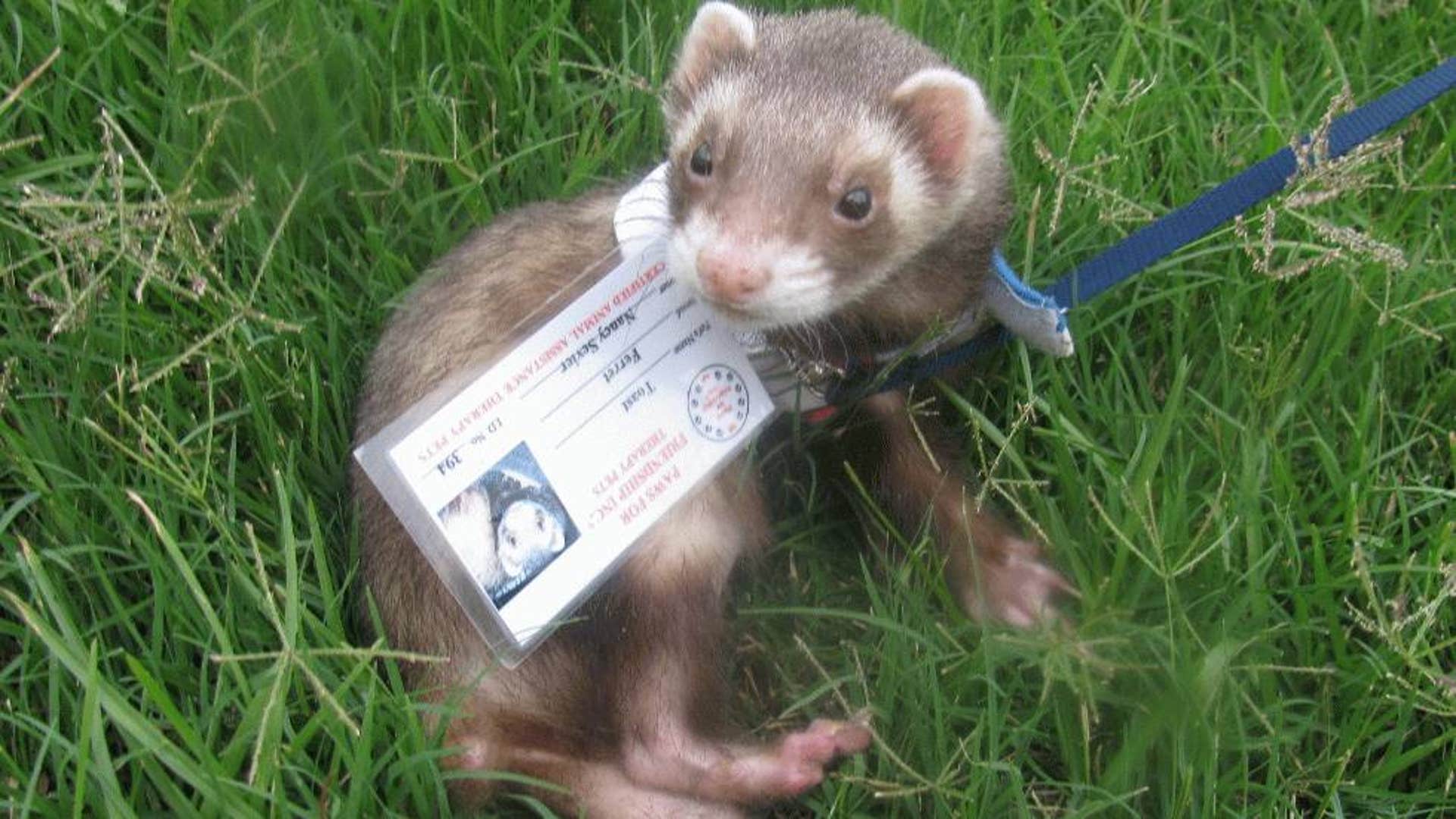 Unusual Therapy Animals That May Surprise You | The Weather Channel