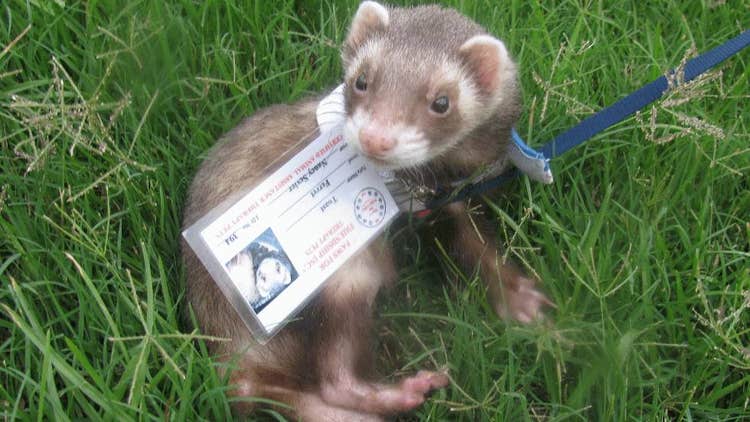 Unusual Therapy Animals That May Surprise You | The Weather Channel