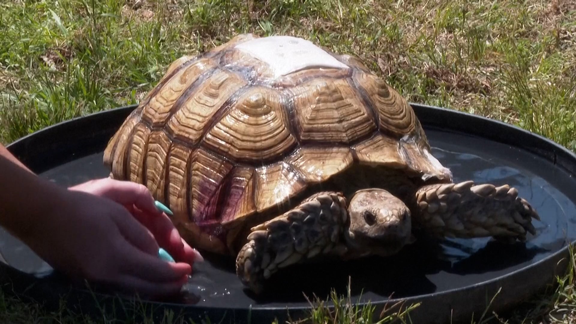 Pet Tortoise Found Weeks After Mississippi Tornado - Videos from The ...