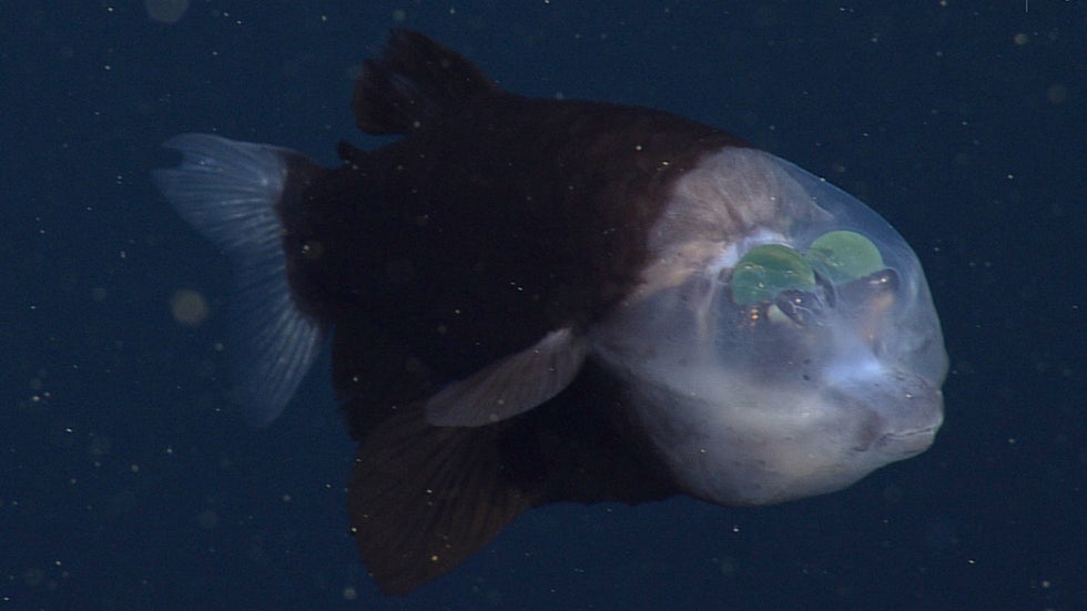 Bizarre Transparent Fish Like Something Out of Sci-Fi Novel - Videos ...