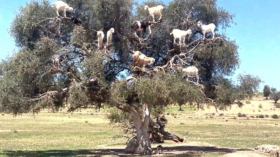 These Ladybug 'Imposters' Definitely Don't Bring Good Luck - Videos ...