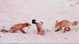 Weather Forecast and Conditions for Monaca, Pennsylvania 15061 ...