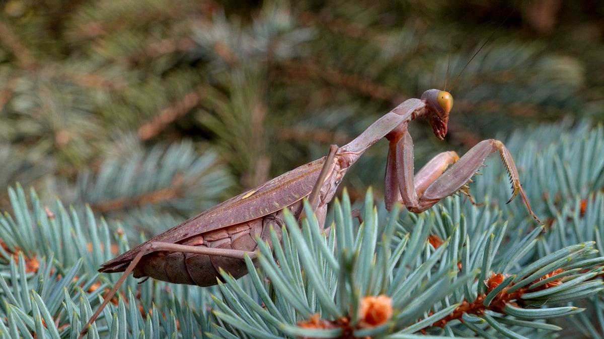 Weather Forecast and Conditions for Belleville, Michigan 48111 ...