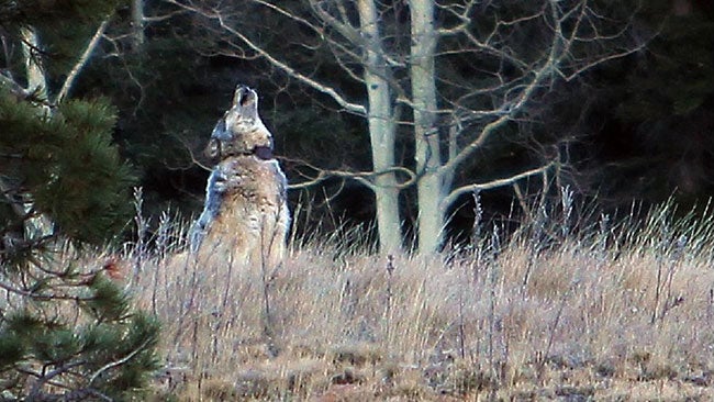 Rare Gray Wolf Photographed In Grand Canyon Region May Have Been ...
