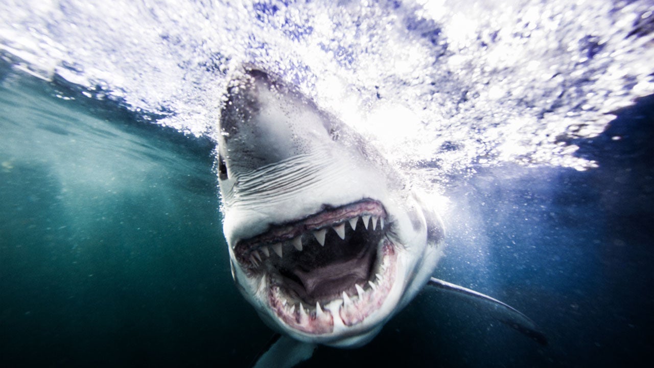 Researchers Believe Climate Change Lead to an Increase of Shark Attacks ...