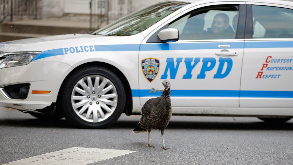 NYC Invaded: Wild Turkeys Run Rampant in Staten Island | Weather.com