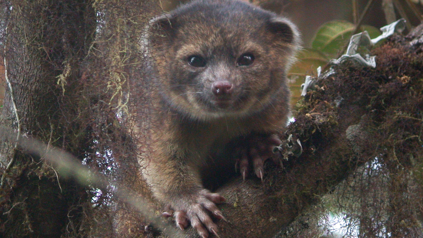 New Mammal Discovered: Described as Mix Between Cat and Teddy Bear ...