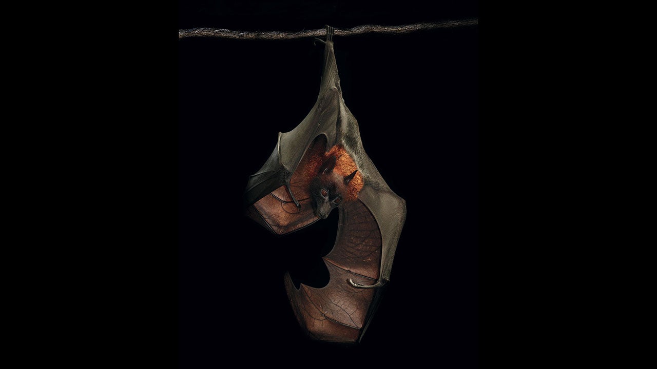 Striking Portraits of Nocturnal Animals (PHOTOS) | The Weather Channel