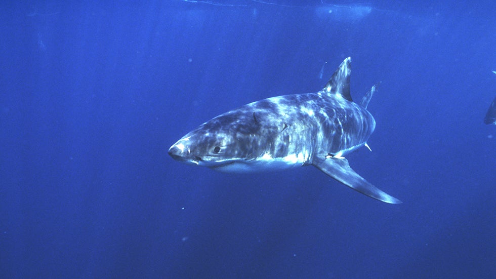 Are Sharks Really Living Fossils? | The Weather Channel