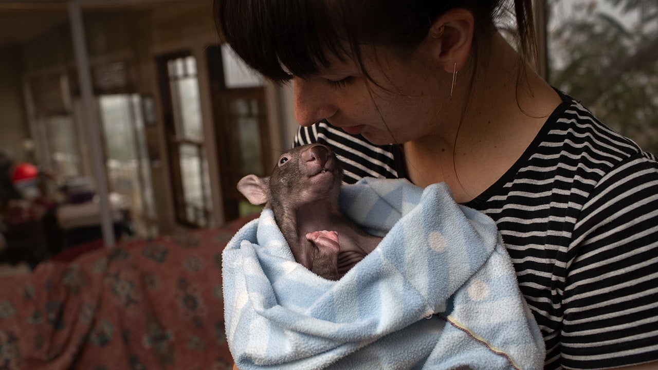 The Animals that Survived Australia's Fires (PHOTOS) | The Weather Channel