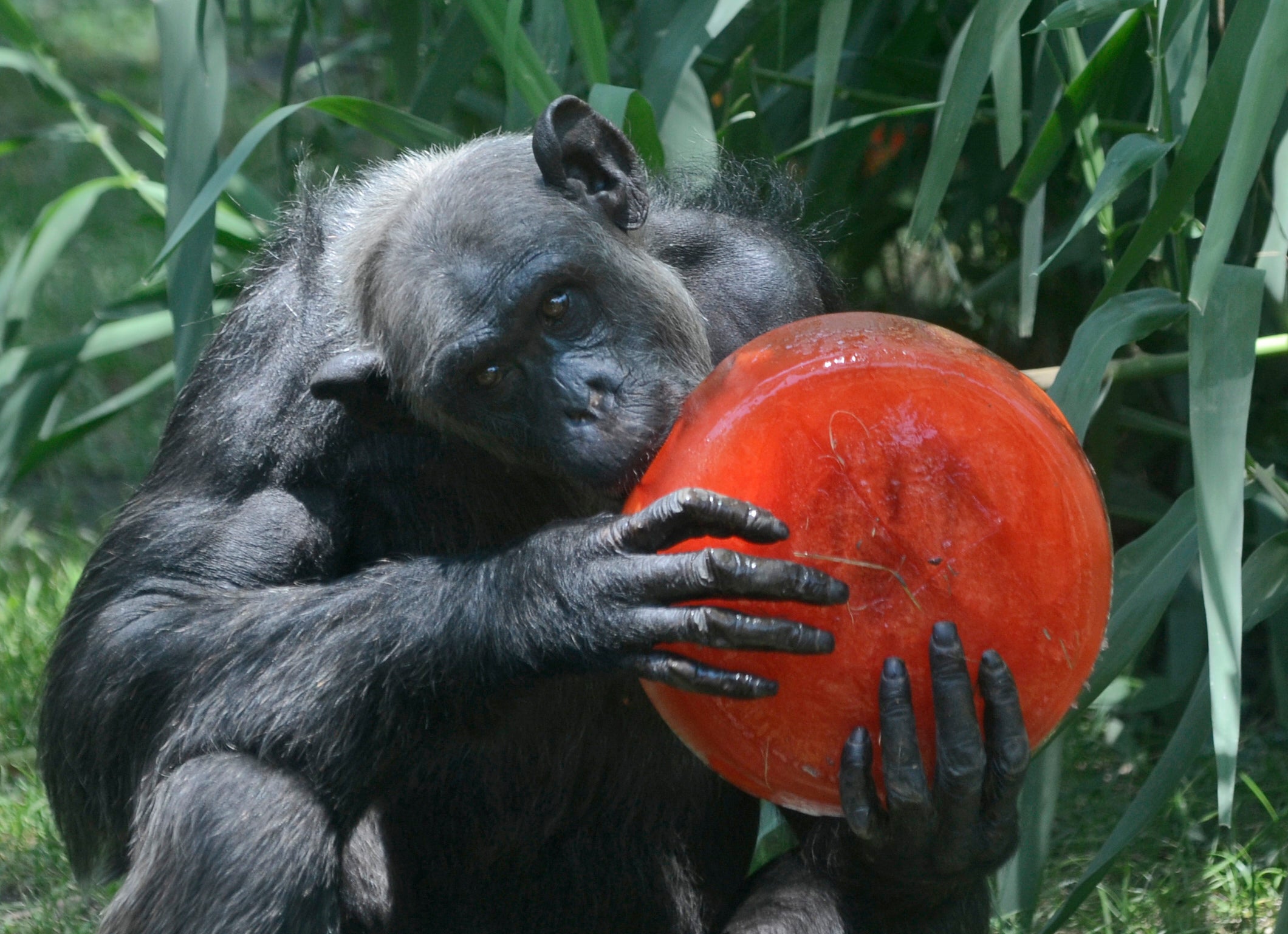 National Zoo Animals Stay Cool During Heat Wave Look